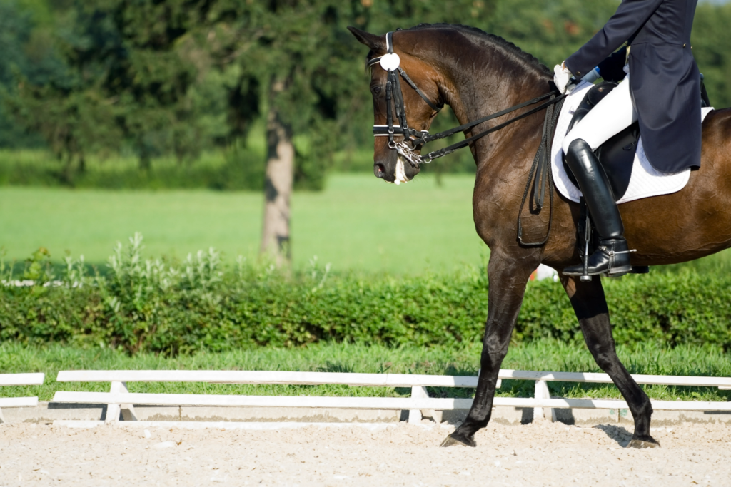 Equine Events – Elevate Ranch